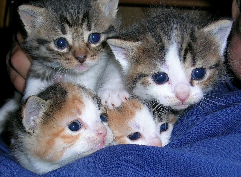 Junge Katzen 4-Beinig ;-) Foto & Bild | tiere, haustiere, katzen Bilder ...