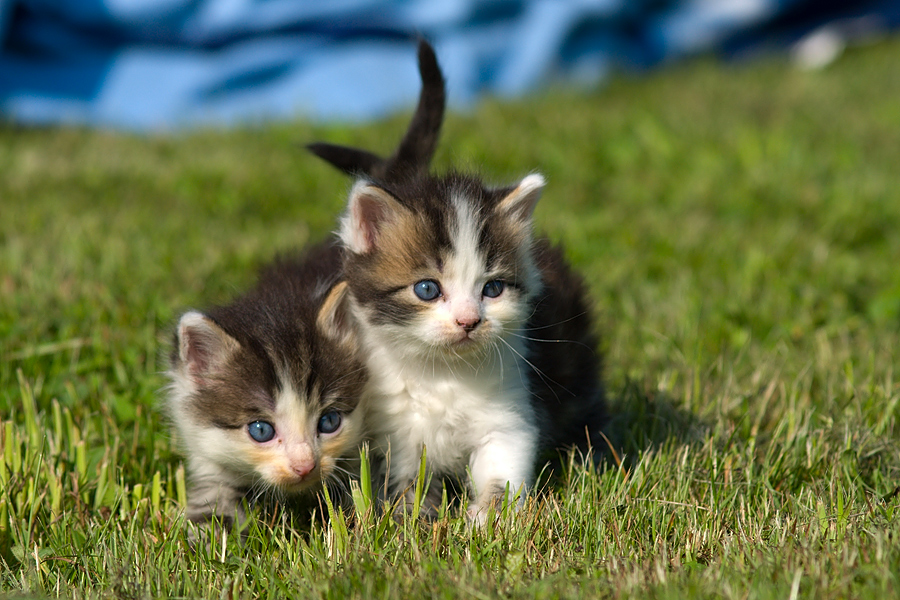 Junge Katzen Foto & Bild | tiere, haustiere, katzen Bilder auf ...