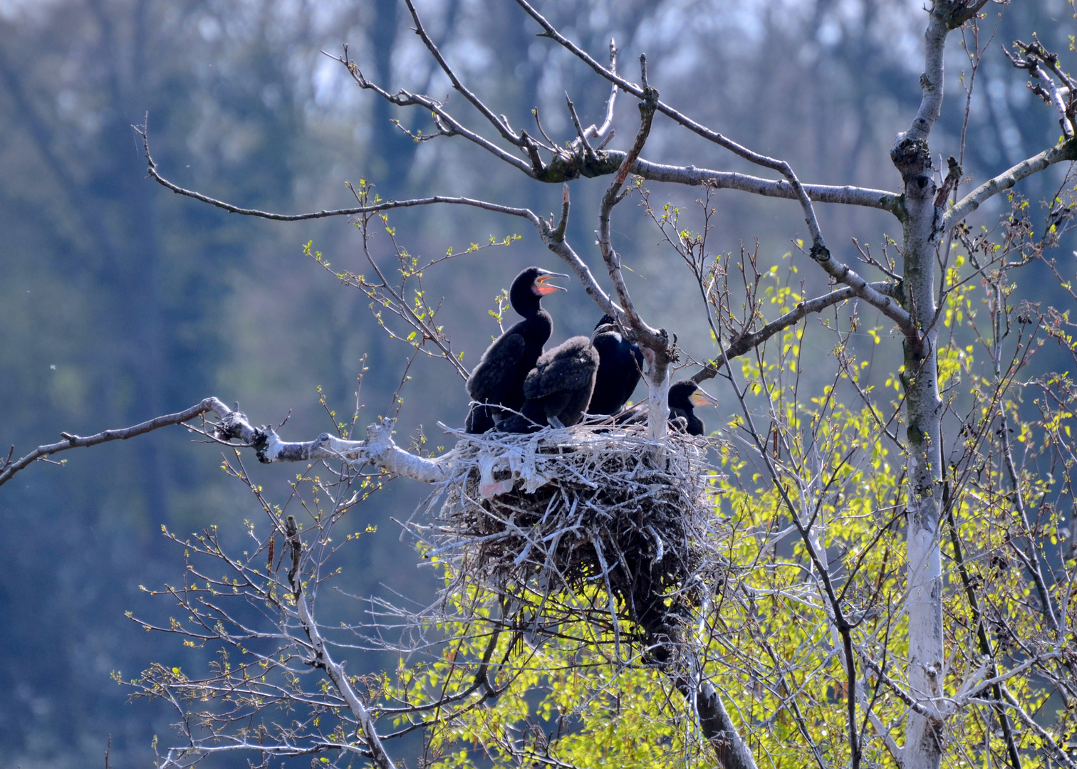 Junge Kormorane Foto & Bild | tiere, wildlife, wild lebende vögel ...