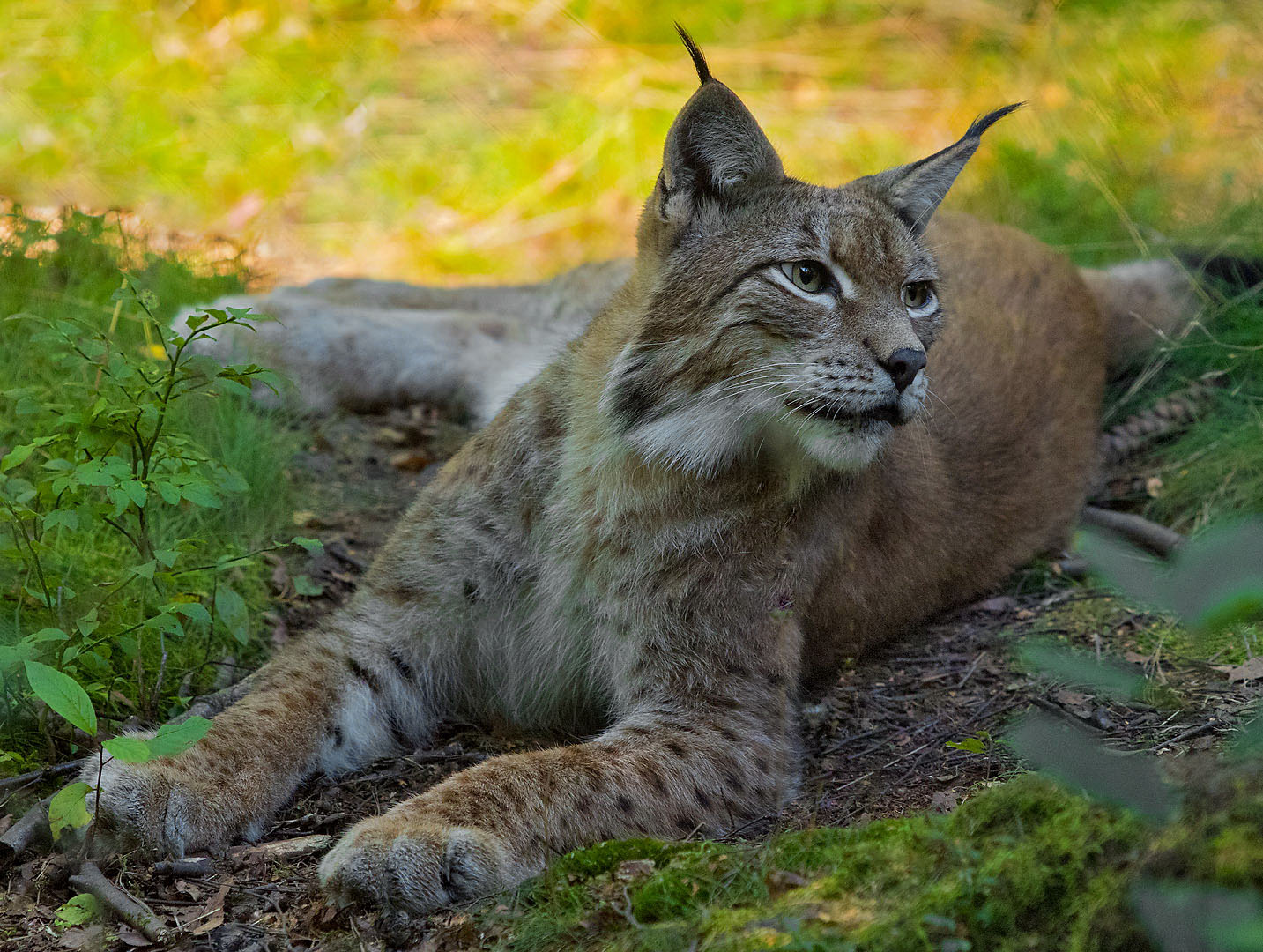 Junge Luchs 001 Foto & Bild | licht, schatten, natur Bilder auf ...