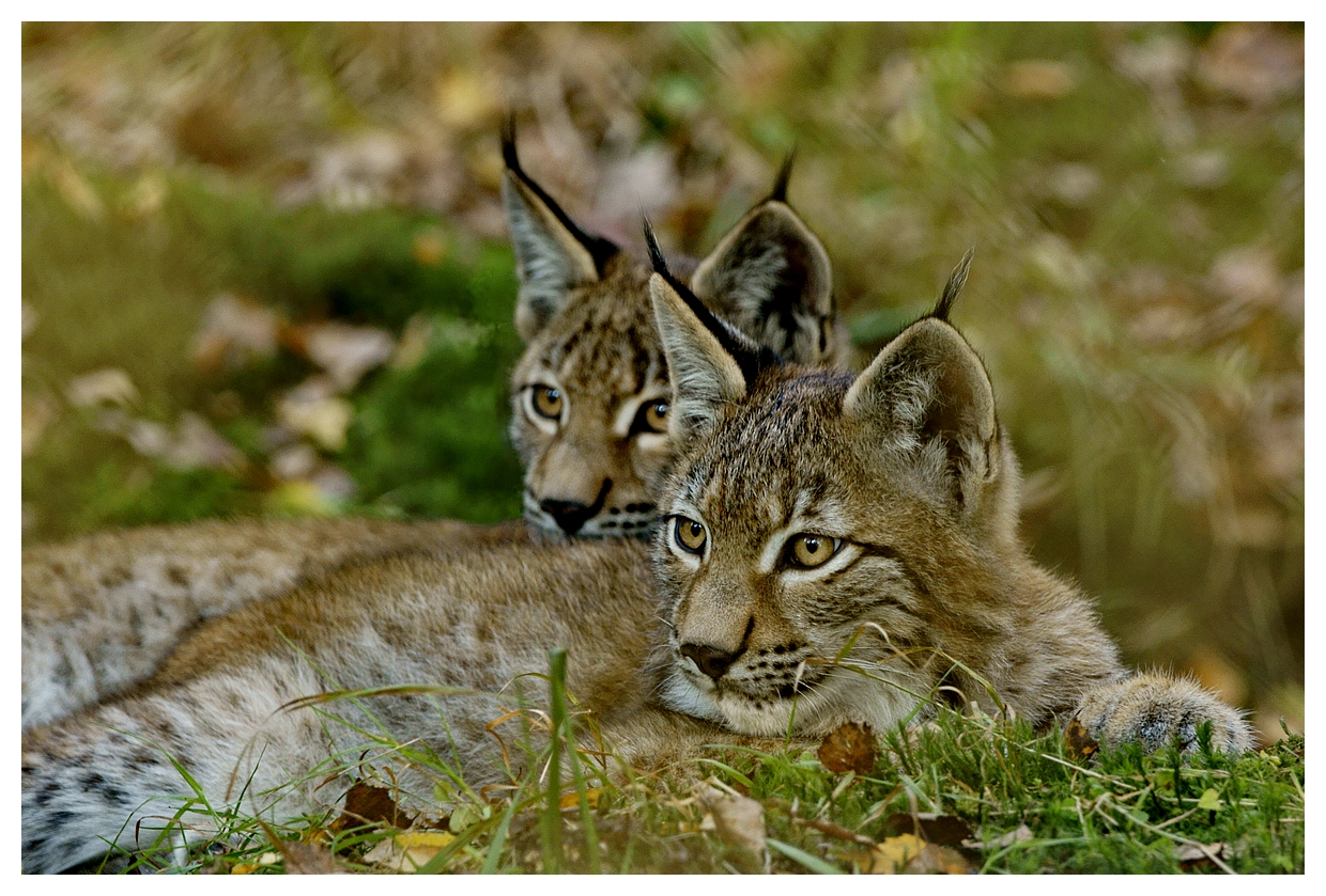 Junge Luchse Foto & Bild | tiere, tierkinder, natur Bilder auf ...