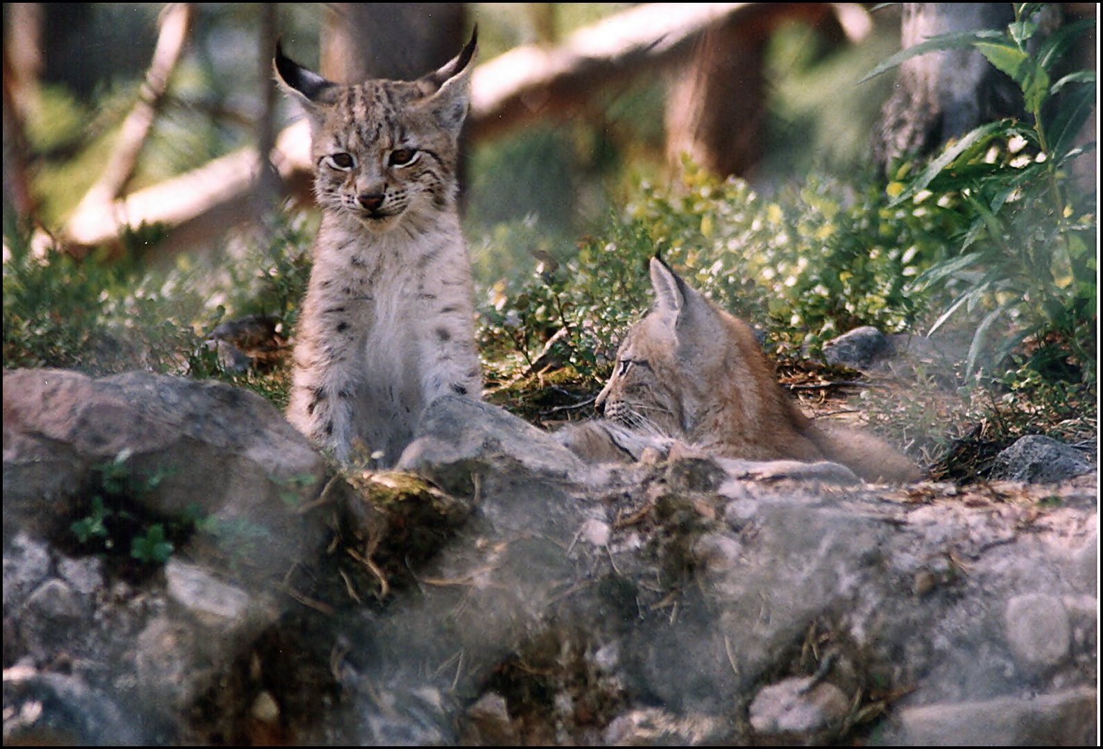 Junge Luchse Foto & Bild | world, natur, tiere Bilder auf fotocommunity