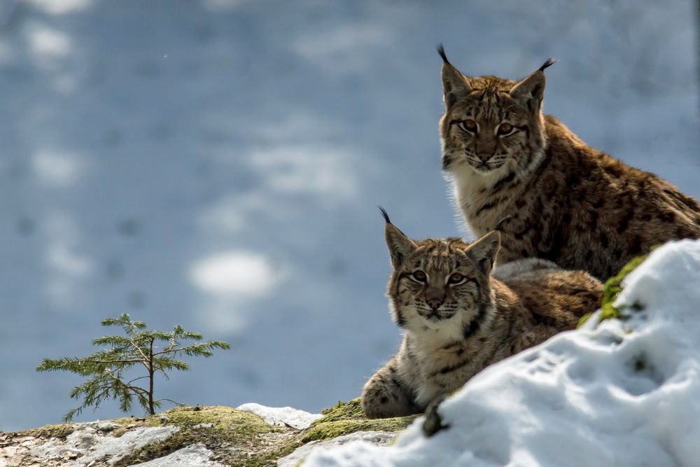 Junge Luchse Foto & Bild | natur, zoo, tiere Bilder auf fotocommunity