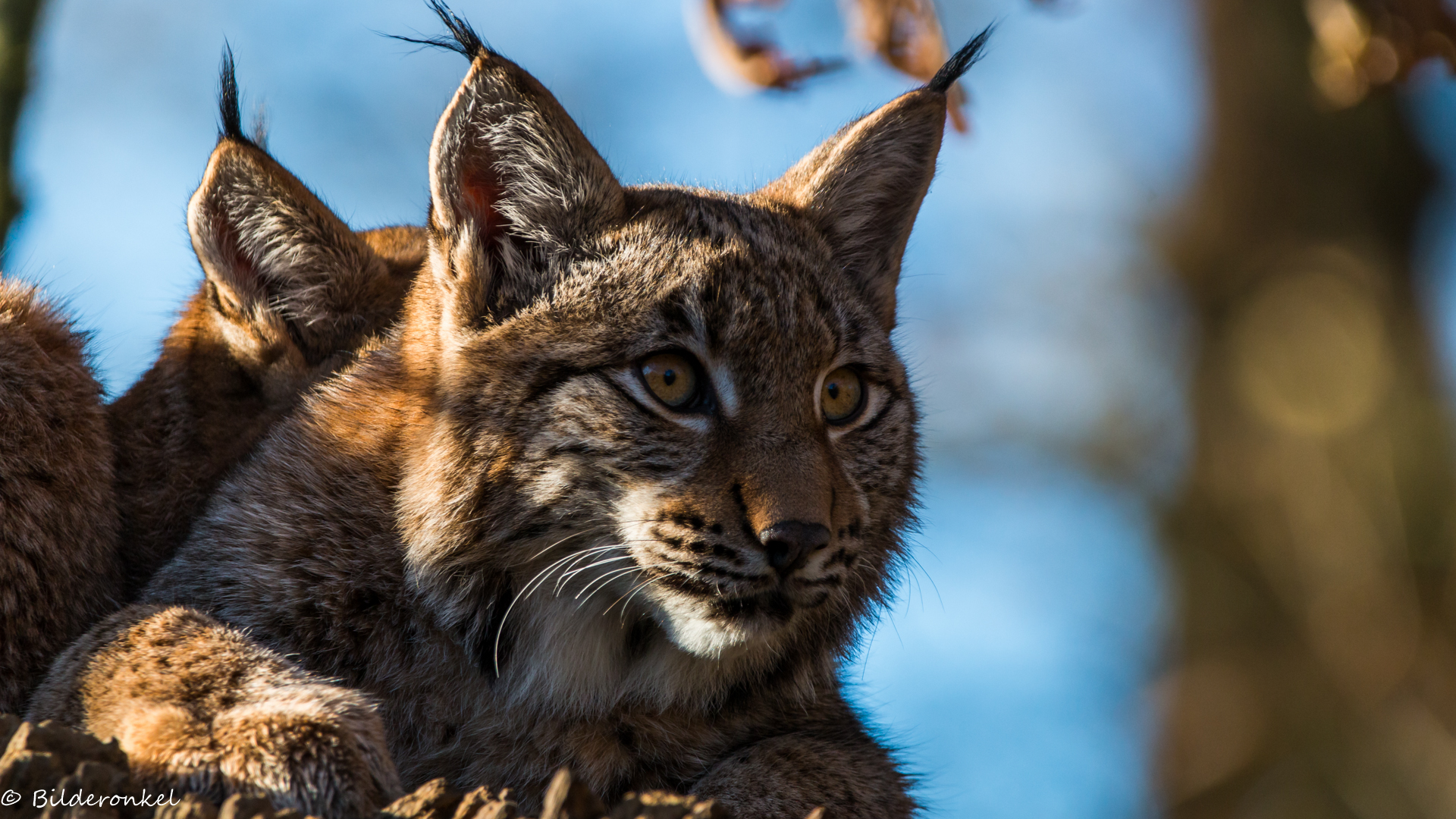 Junge Luchse Foto & Bild | tiere, zoo, wildpark & falknerei, säugetiere ...