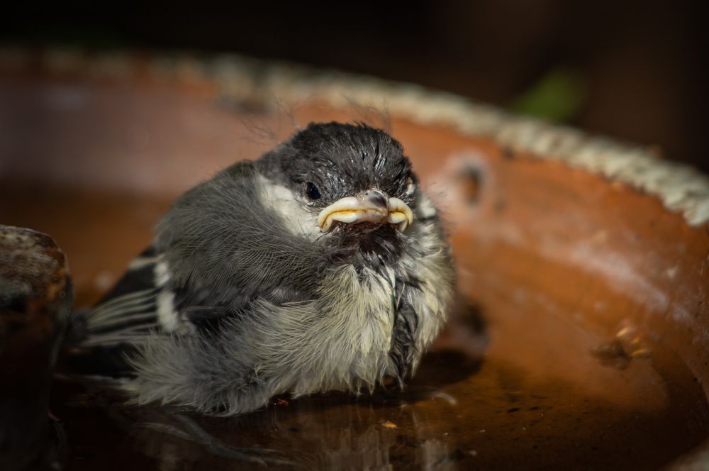 junge Meise Foto & Bild | tiere, wildlife, wild lebende vögel Bilder ...
