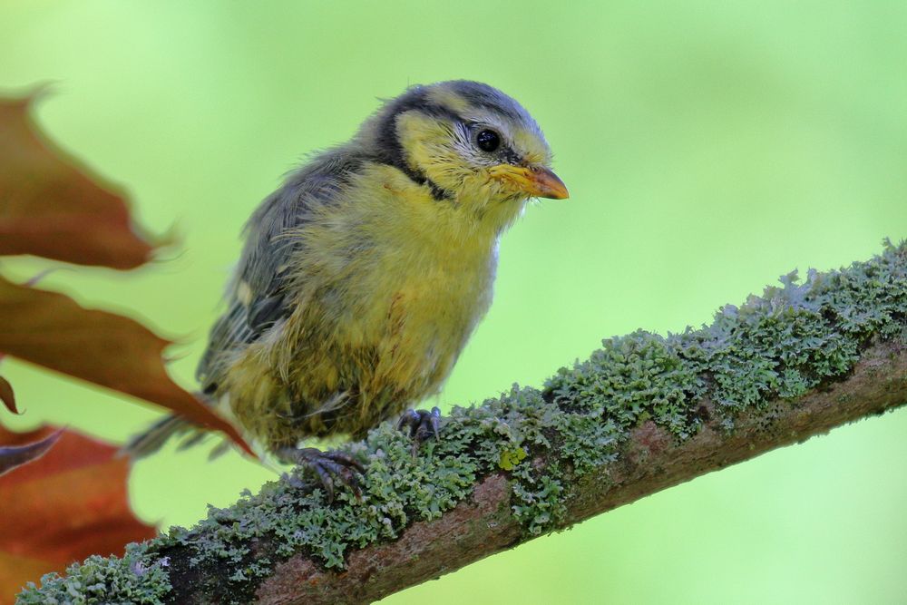 Junge Meise ... Foto & Bild | tiere, wildlife, wild lebende vögel ...