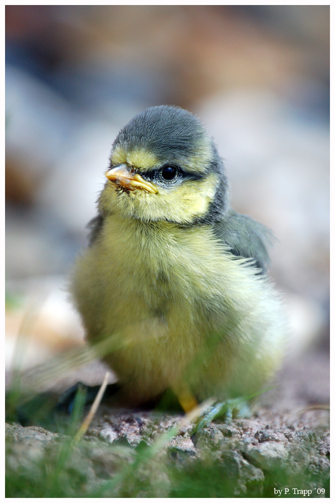 Junge Meise Foto & Bild | tiere, tierkinder, vögel Bilder auf fotocommunity