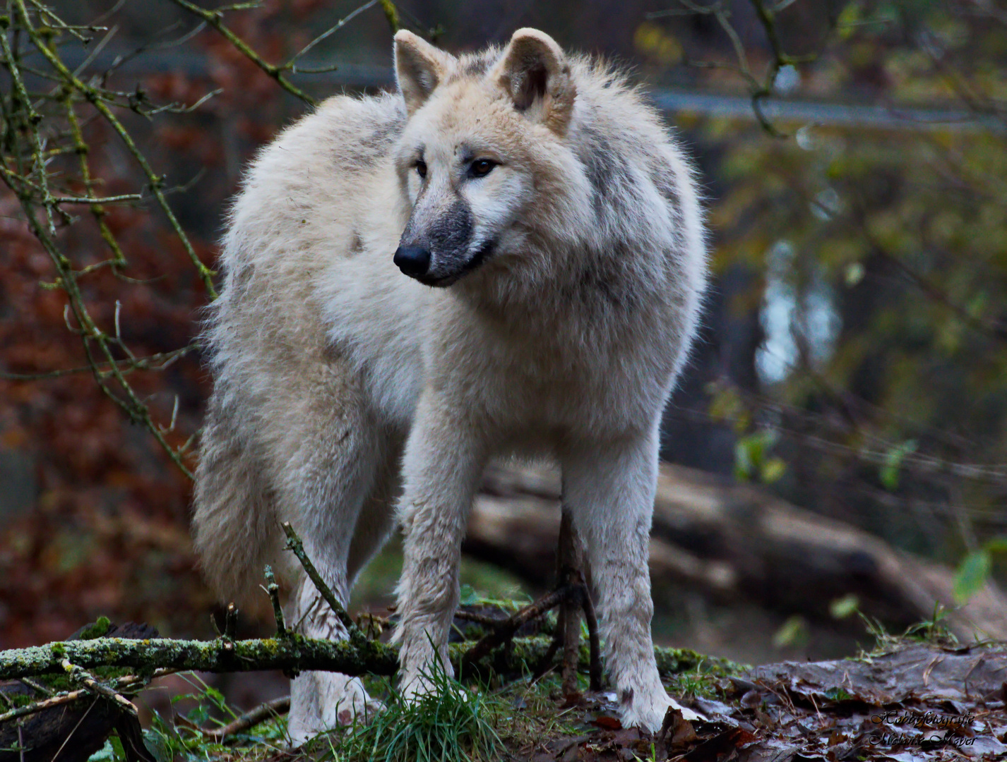 junge Polarwolf Lady Foto & Bild | tiere, zoo, wildpark & falknerei ...