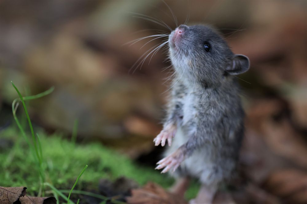 junge Ratte Foto & Bild | natur, tiere, wildlife Bilder auf fotocommunity