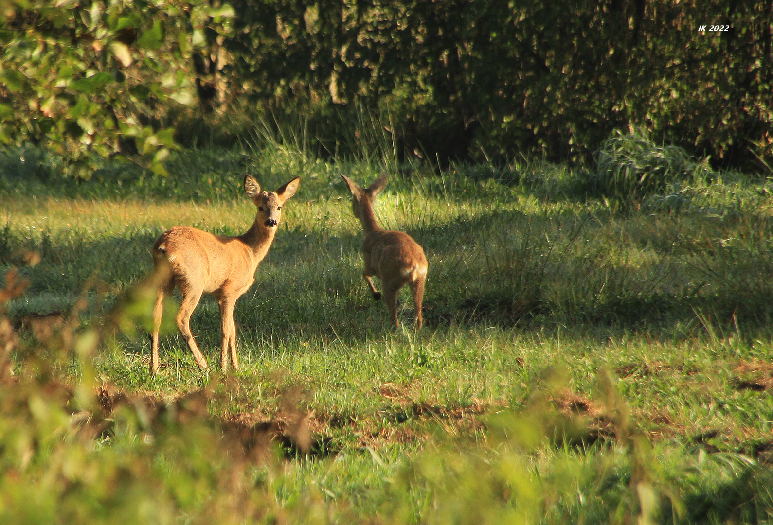 Junge Rehe Foto & Bild | tiere, wildlife, säugetiere Bilder auf ...