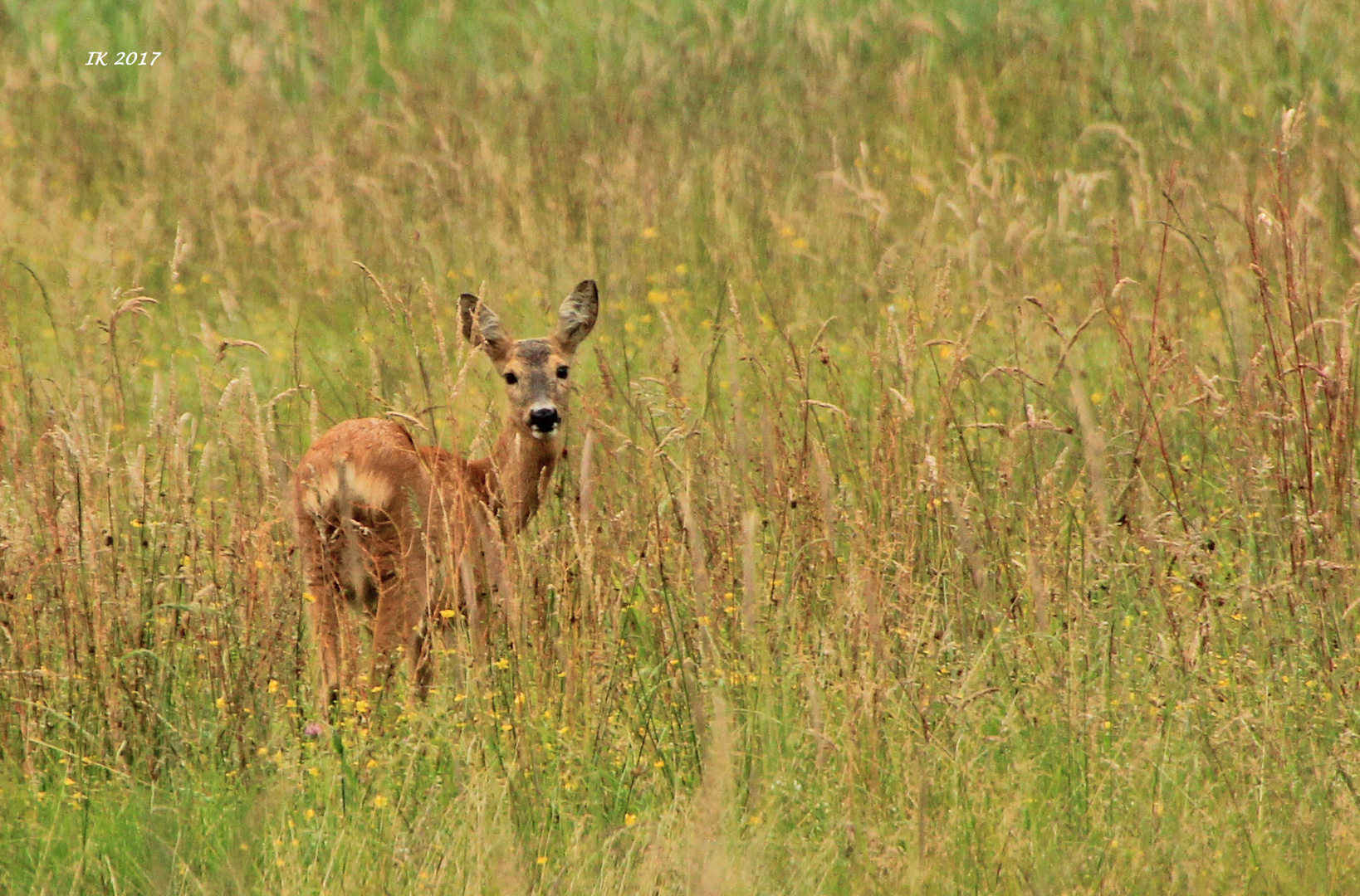 junge Ricke Foto & Bild | tiere, wildlife, säugetiere Bilder auf ...