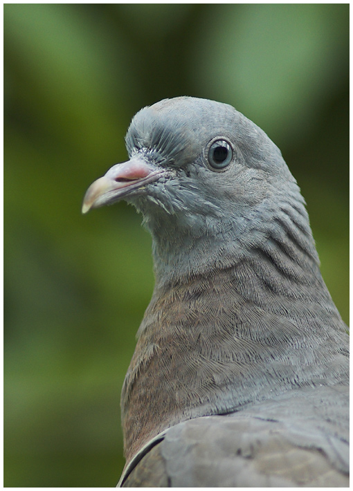 Junge Ringeltaube Foto & Bild | tiere, wildlife, wild lebende vögel ...