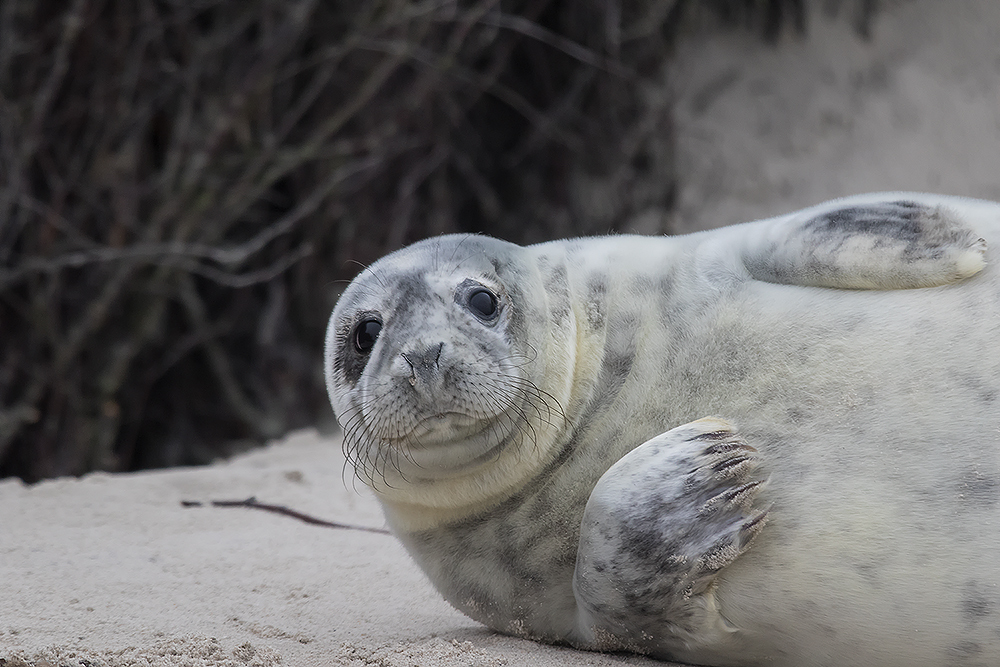 junge Robbe Foto & Bild | natur, tiere, wildlife Bilder auf fotocommunity