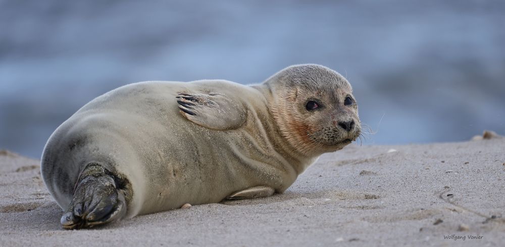 junge Robbe Foto & Bild | tiere, wildlife, säugetiere Bilder auf ...