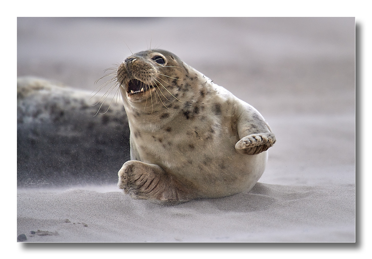 Junge Robbe Foto & Bild | fotos, natur, tiere Bilder auf fotocommunity