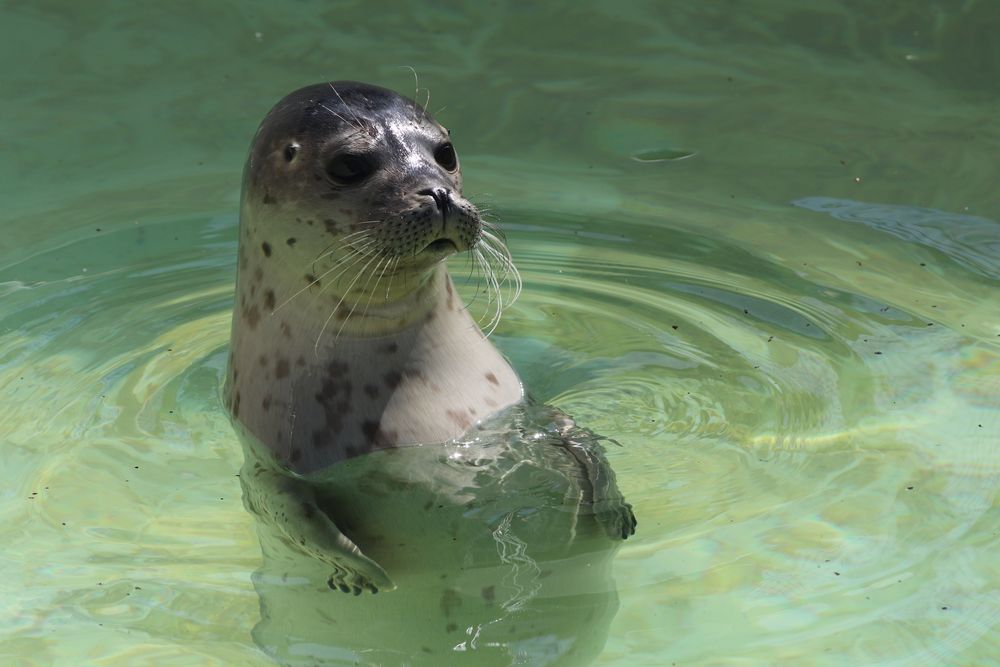 Junge Robbe Foto & Bild | tiere, natur, zoo Bilder auf fotocommunity