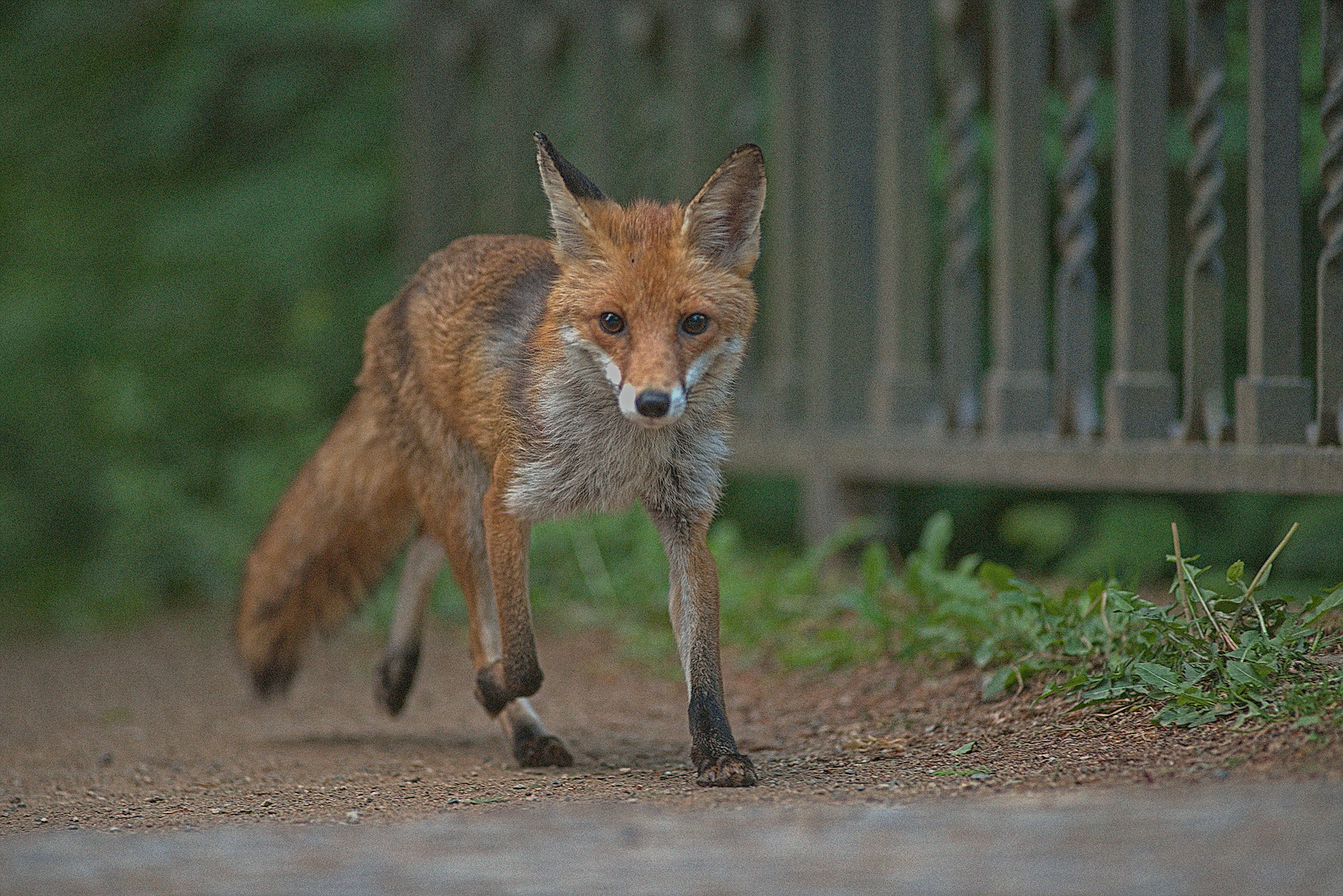 Junge Rotfuchs Fähe Foto & Bild | tiere, wildlife, säugetiere Bilder ...