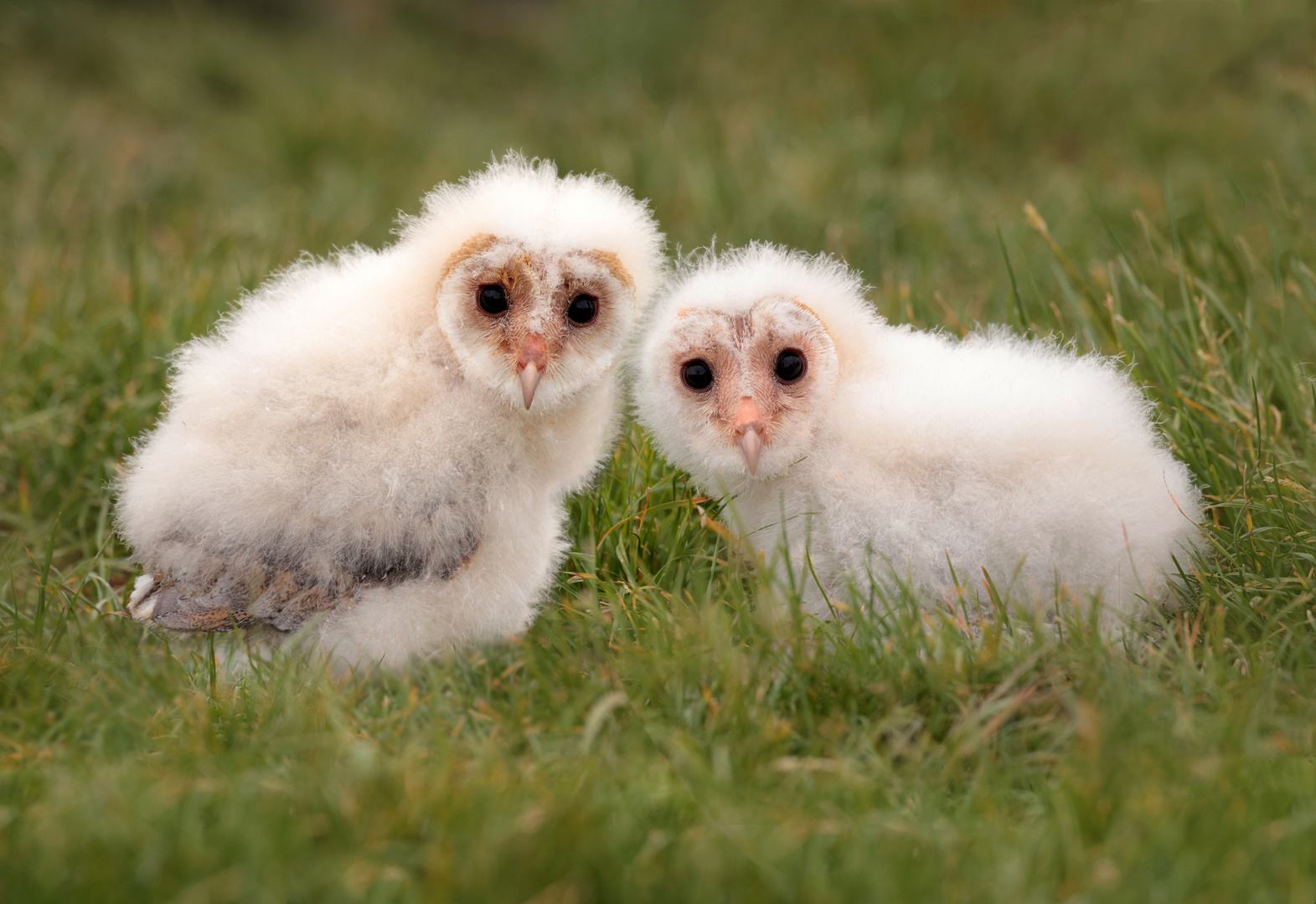 Junge Schleiereulen Foto & Bild | natur, eule, tiere Bilder auf fotocommunity