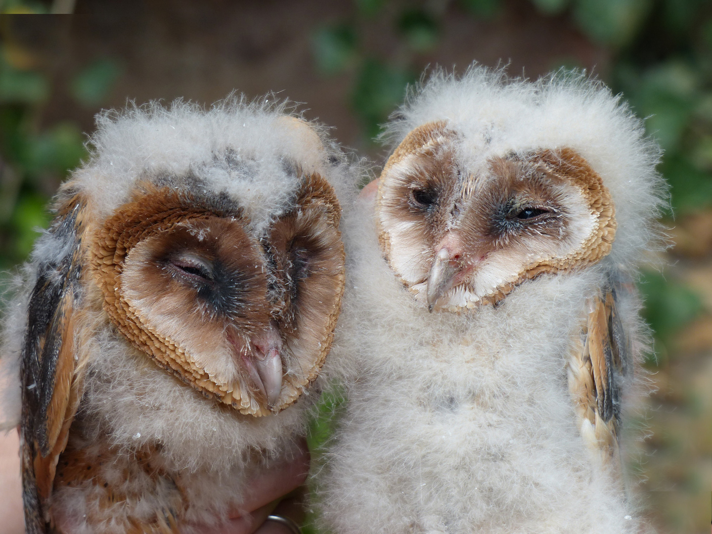 Junge Schleiereulen Foto & Bild | eulen, natur Bilder auf fotocommunity