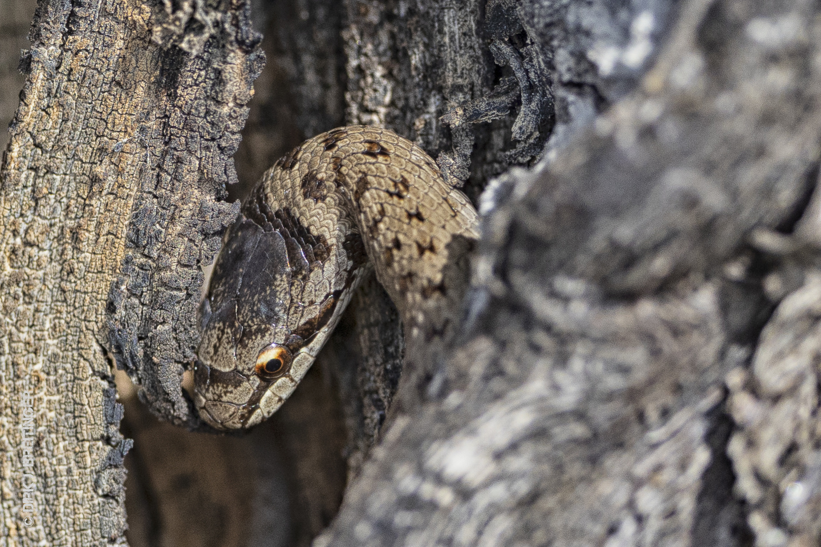 Junge Schlingnatter (Coronella austriaca) Foto & Bild | tiere, wildlife ...