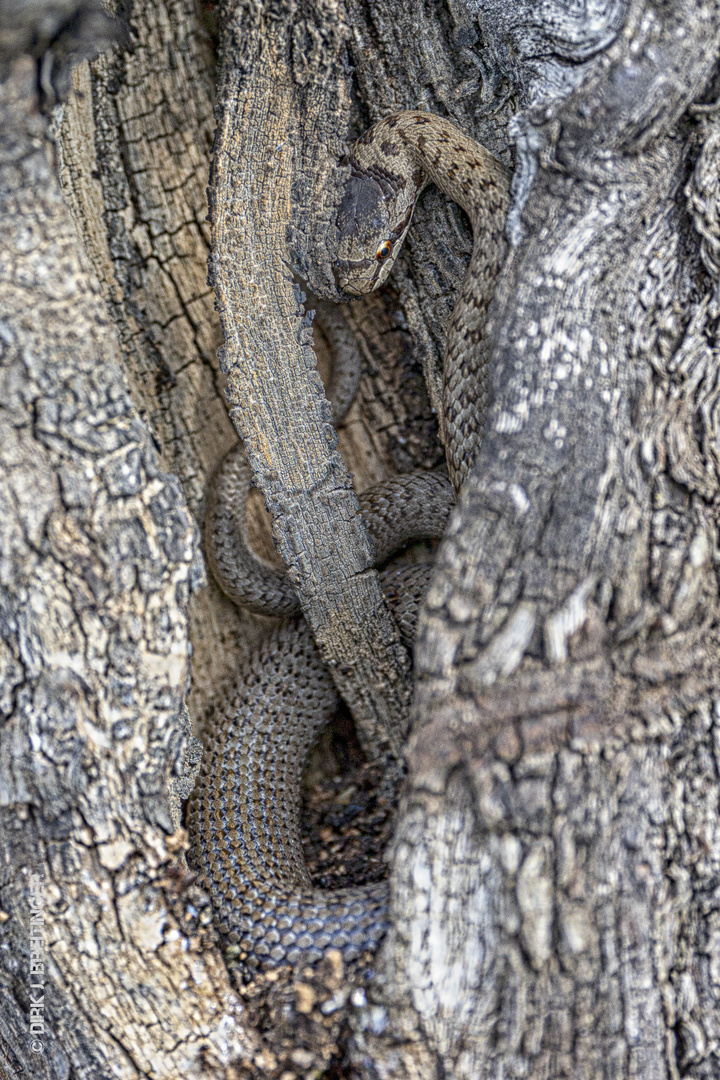 Junge Schlingnatter (Coronella austriaca) Foto & Bild | tiere, wildlife ...