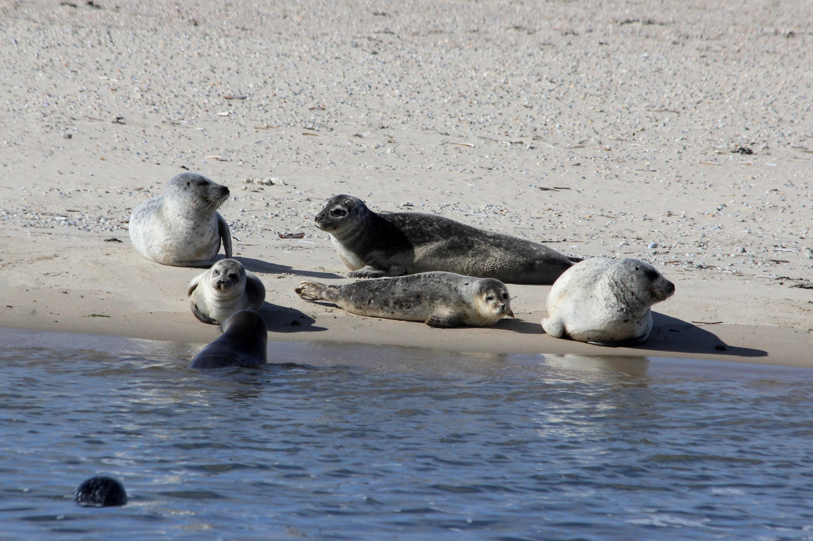 Junge Seehunde auf der Düne Foto & Bild | tiere, wildlife, säugetiere ...