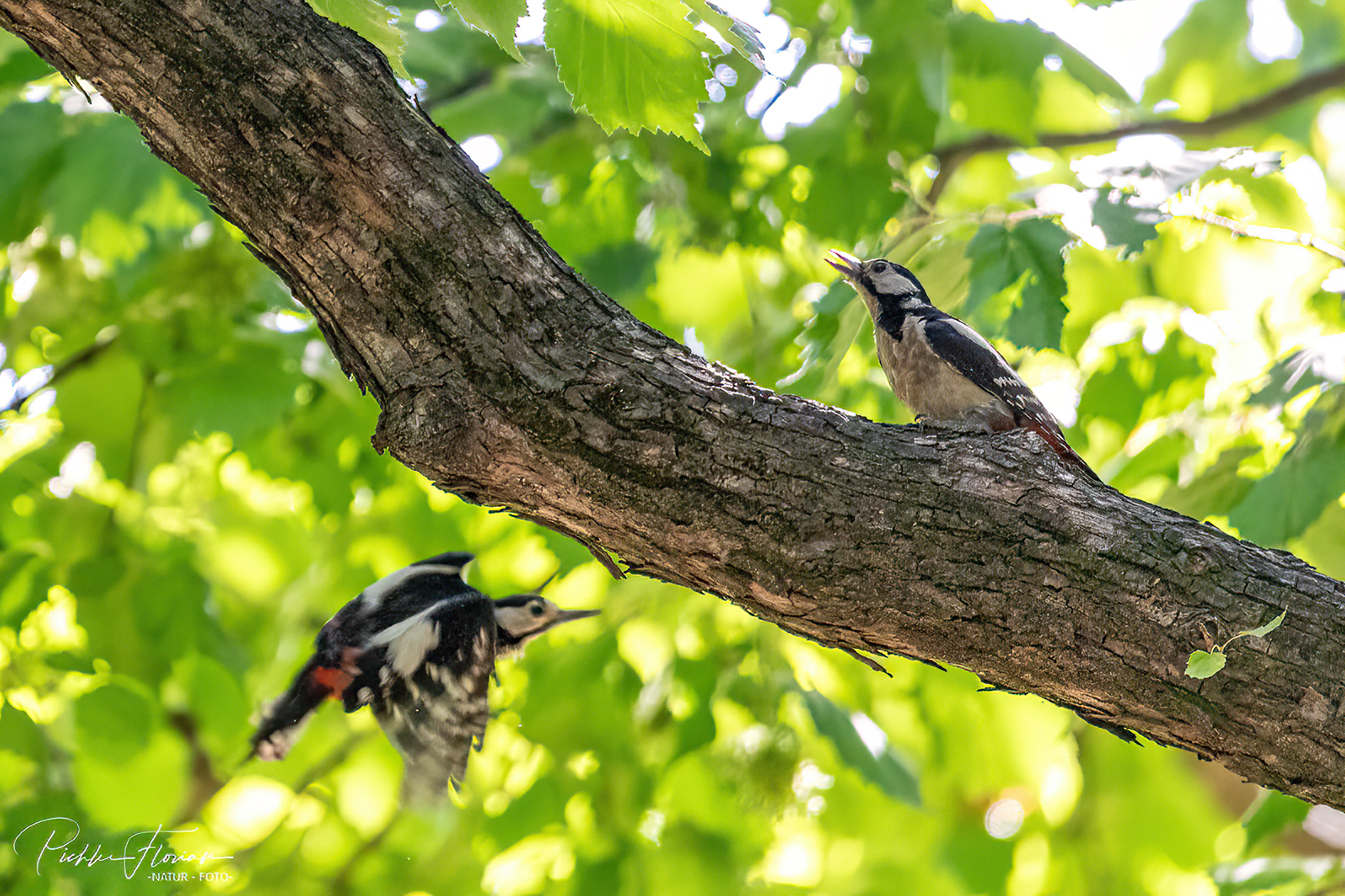 junge Spechte Foto & Bild | dokumentation, natur, tiere Bilder auf ...