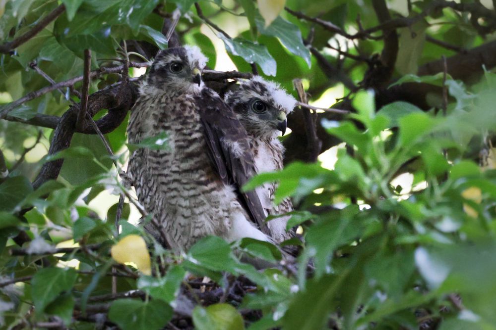 Junge Sperber im Horst Foto & Bild | natur, greifvogel, naturfoto ...