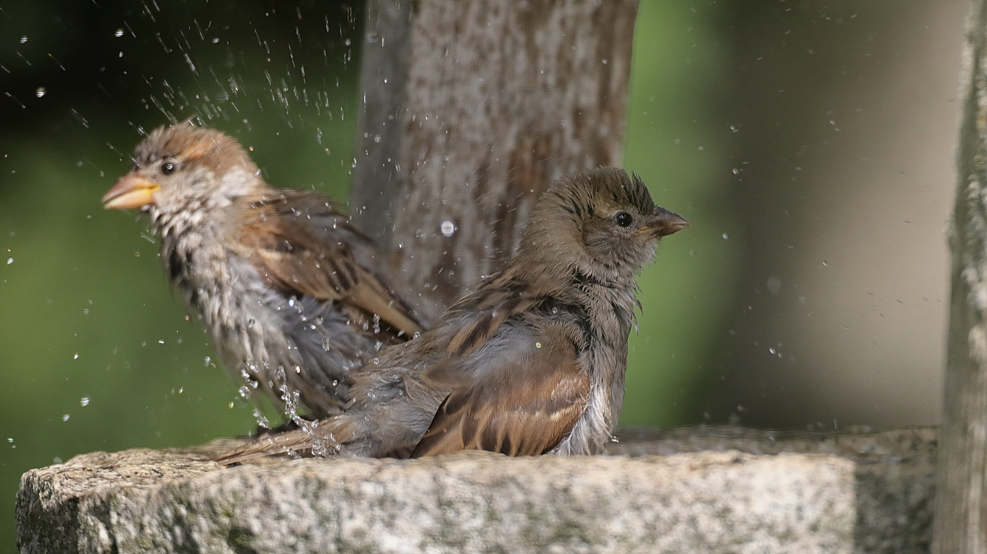 Junge Sperlinge Foto & Bild | tiere, wildlife, wild lebende vögel ...