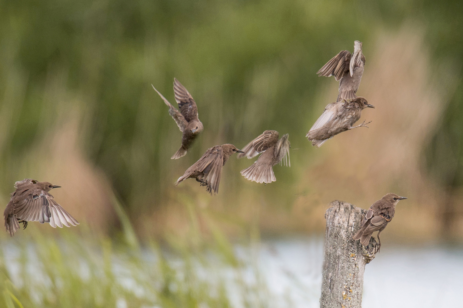 Junge Stare Foto & Bild | tiere, wildlife, wild lebende vögel Bilder ...