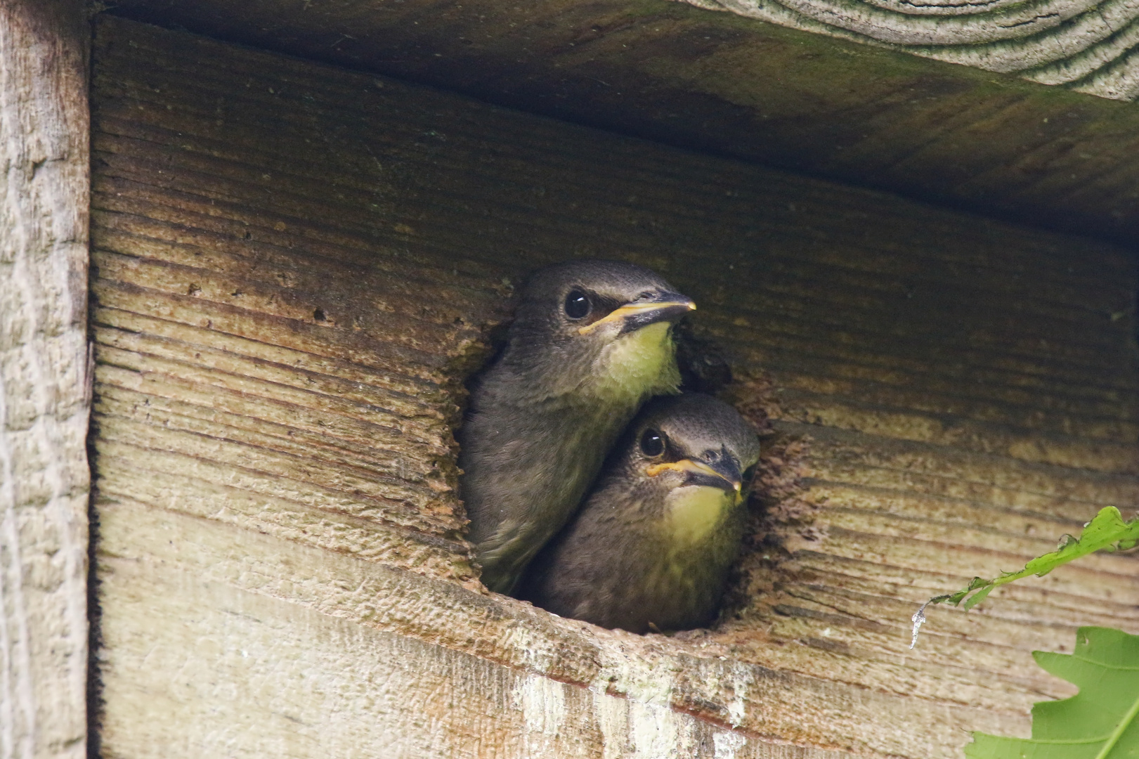 Junge Stare (2022_05_21_0778_ji) Foto & Bild | natur, vogel, tiere ...
