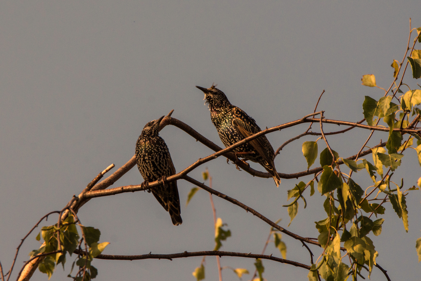 Junge Stare Foto & Bild | tiere, wildlife, wild lebende vögel Bilder ...