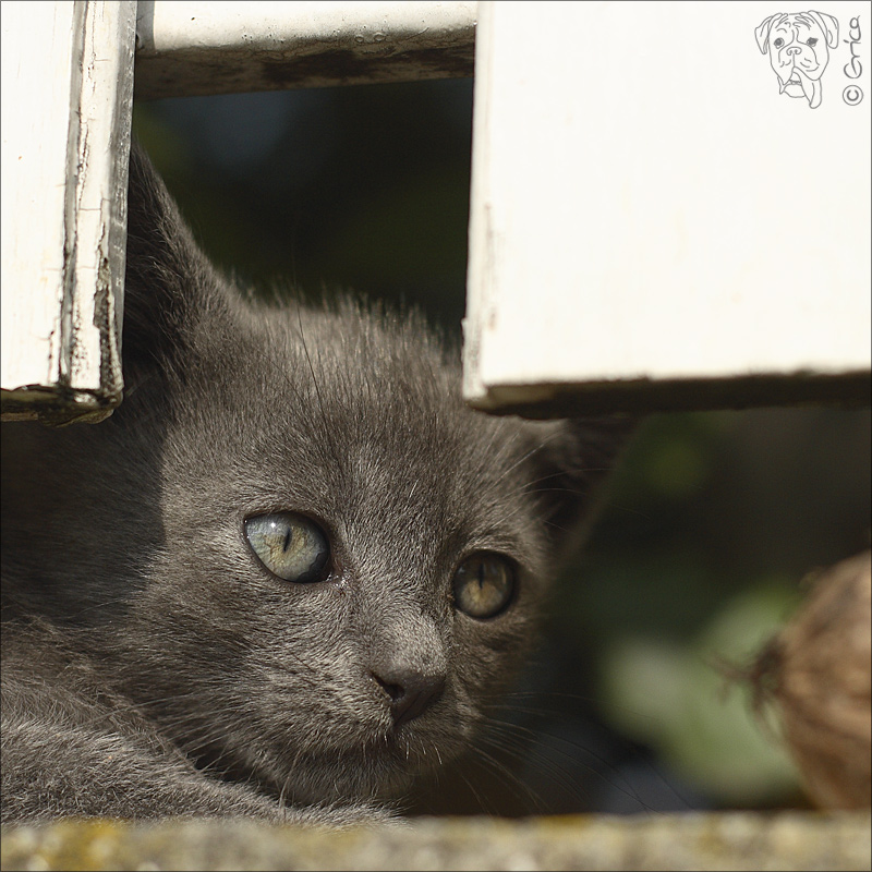 junge stubentiger. Foto & Bild | tiere, haustiere, katzen Bilder auf ...