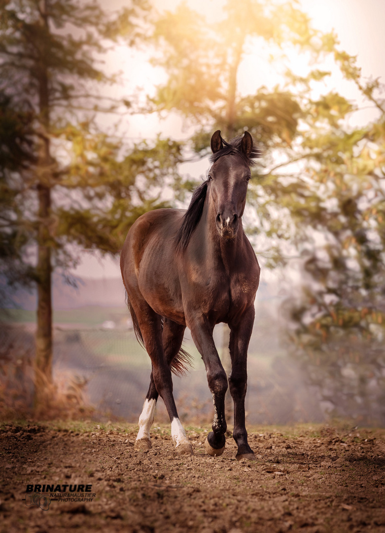 Junge Stute Foto & Bild | tiere, haustiere, pferde, esel, maultiere ...