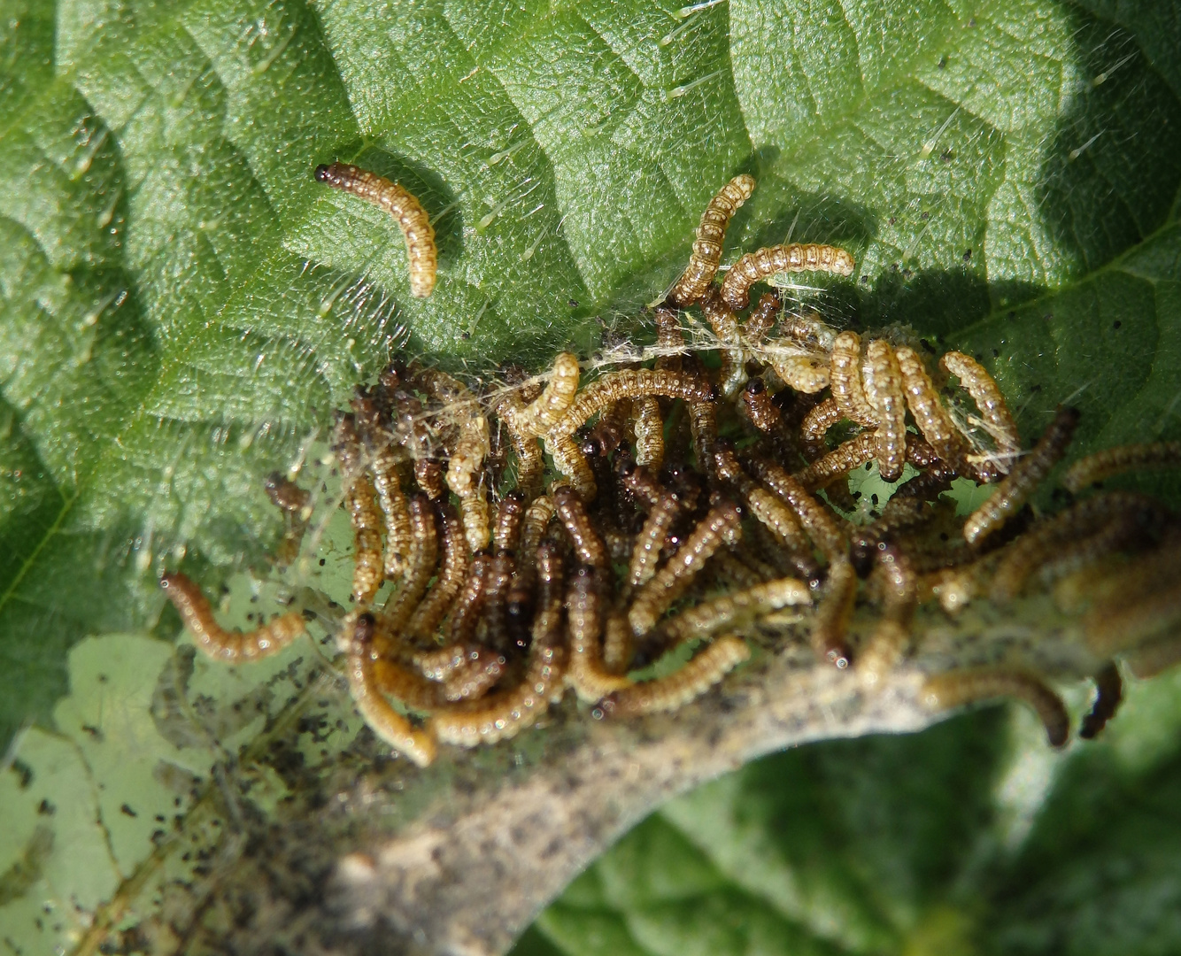Junge Tagpfauenaugen-Raupen auf Großer Brennnessel Foto & Bild | natur ...
