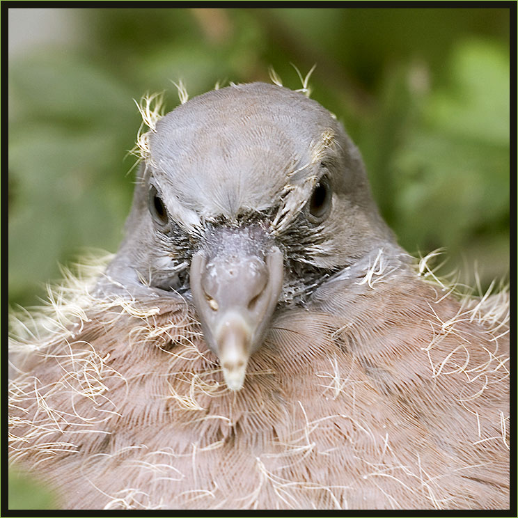 Junge Taube Foto & Bild | tiere, wildlife, wild lebende vögel Bilder ...