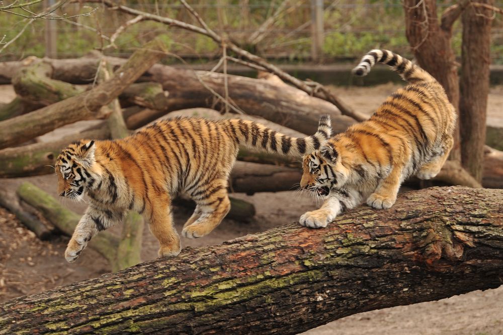 Junge Tiger Foto & Bild | tiere, tierkinder, köln Bilder auf fotocommunity