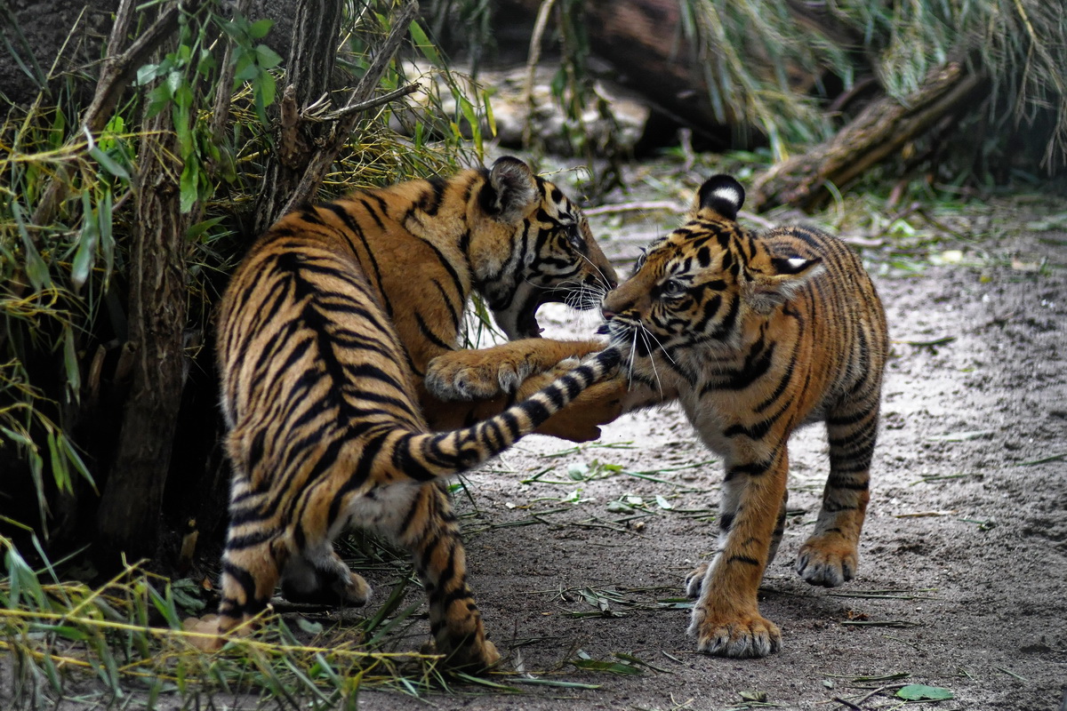 junge Tiger Foto & Bild | tiere, zoo, wildpark & falknerei, säugetiere ...