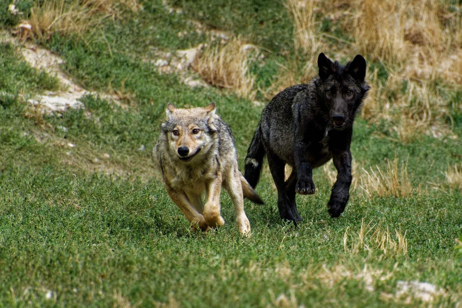 junge Timberwölfe Foto & Bild | tiere, zoo, wildpark & falknerei ...