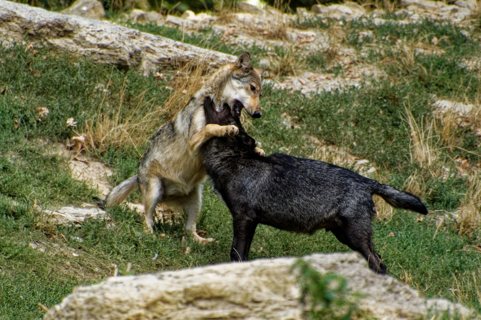 junge Timberwölfe Foto & Bild | tiere, zoo, wildpark & falknerei ...