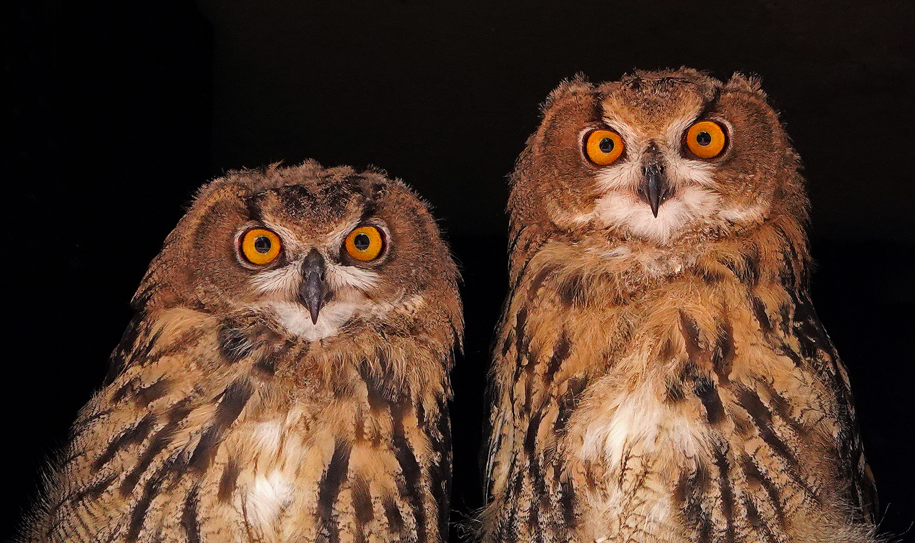 Junge Uhus Foto & Bild | tiere, wildlife, wild lebende vögel Bilder auf ...