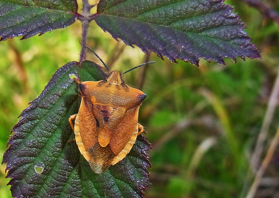 junge Wanze Foto & Bild | tiere, wildlife, insekten Bilder auf ...