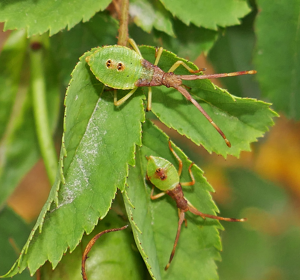 junge Wanzen Foto & Bild | natur, insekten, tiere Bilder auf fotocommunity