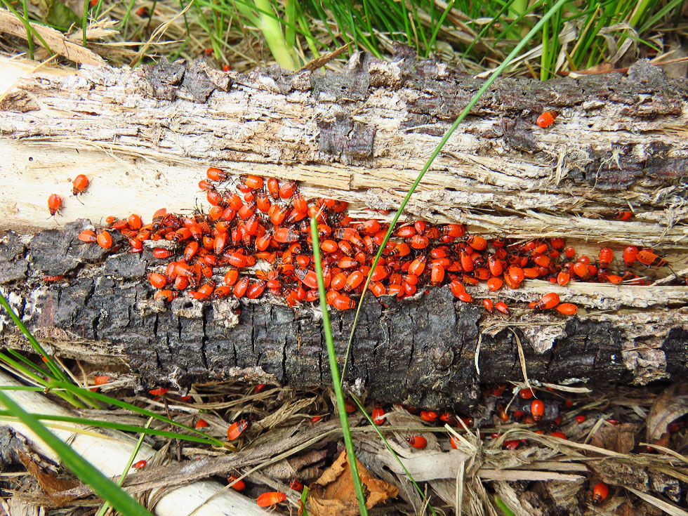 Junge Wanzen (Imago) Foto & Bild | tiere, wildlife, insekten Bilder auf ...