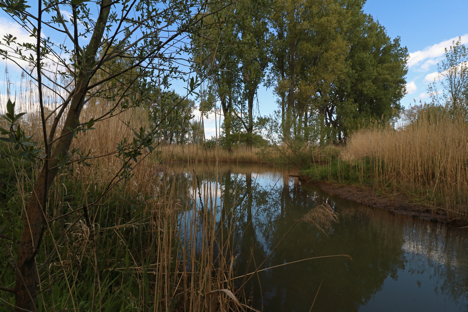 Junge Weide am Flussufer Foto & Bild | landschaften, wasser, bäume ...