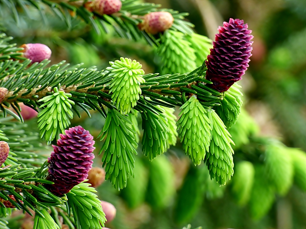 Junge Zapfen Foto & Bild | bäume, pflanzen, natur Bilder auf fotocommunity