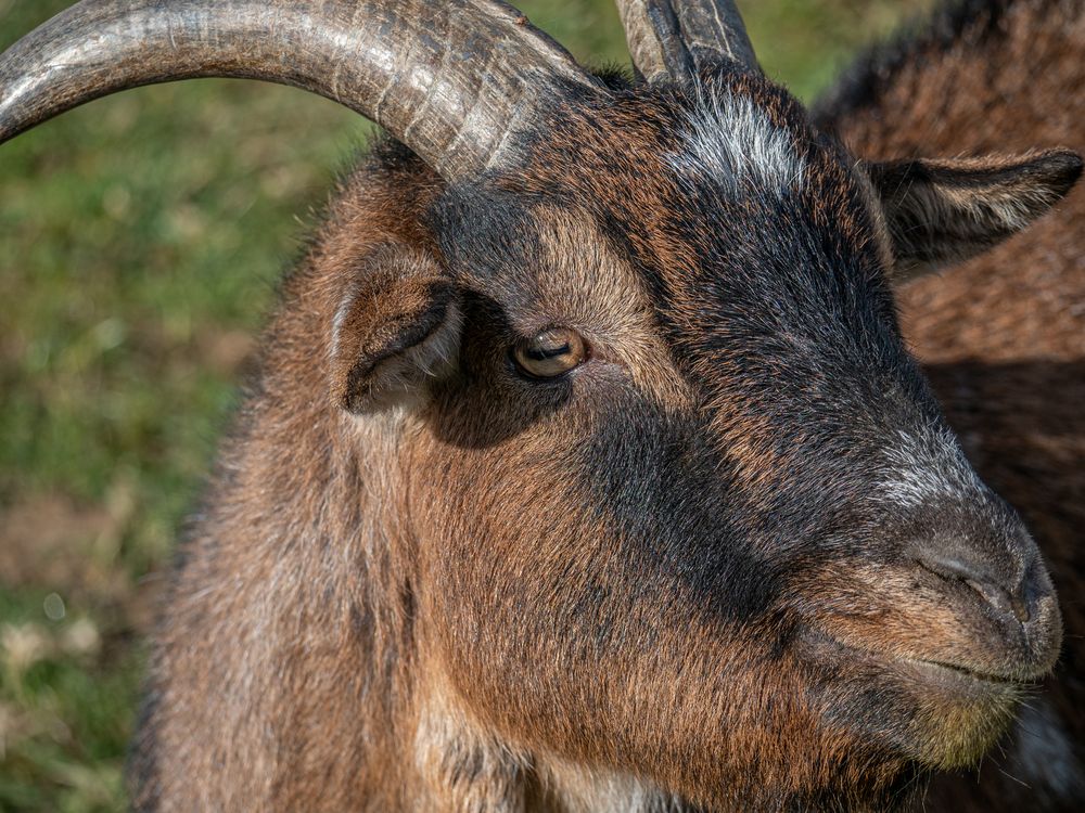 junge Ziege 2 Foto & Bild | fotos, natur, landschaft Bilder auf ...