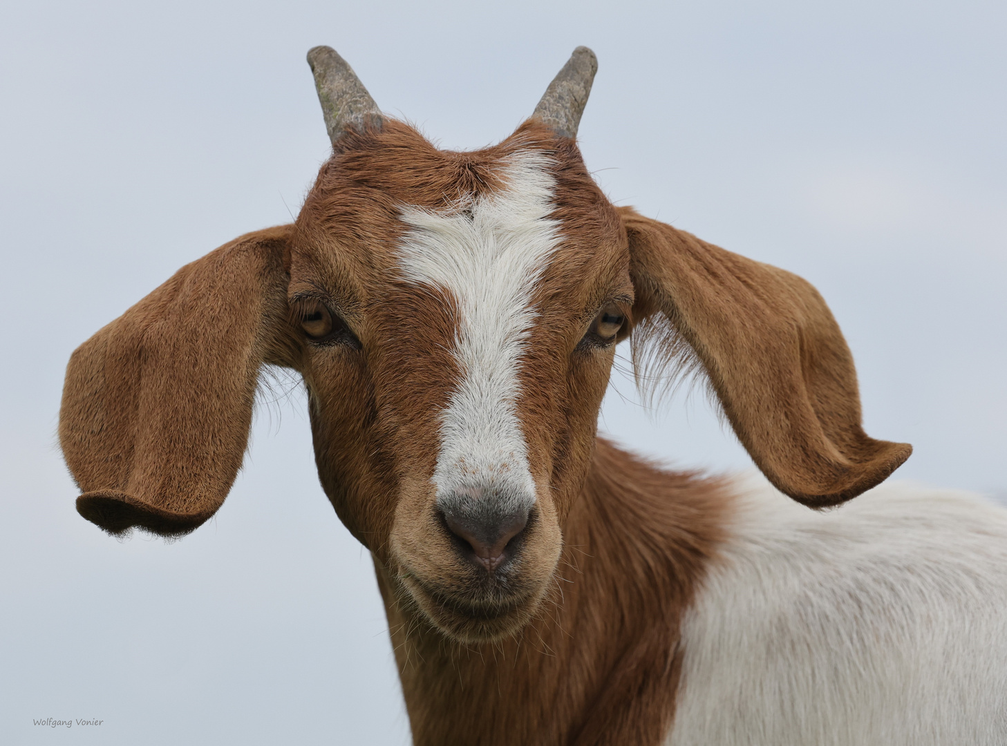 Junge Ziege Foto & Bild | tiere, wildlife, säugetiere Bilder auf fotocommunity