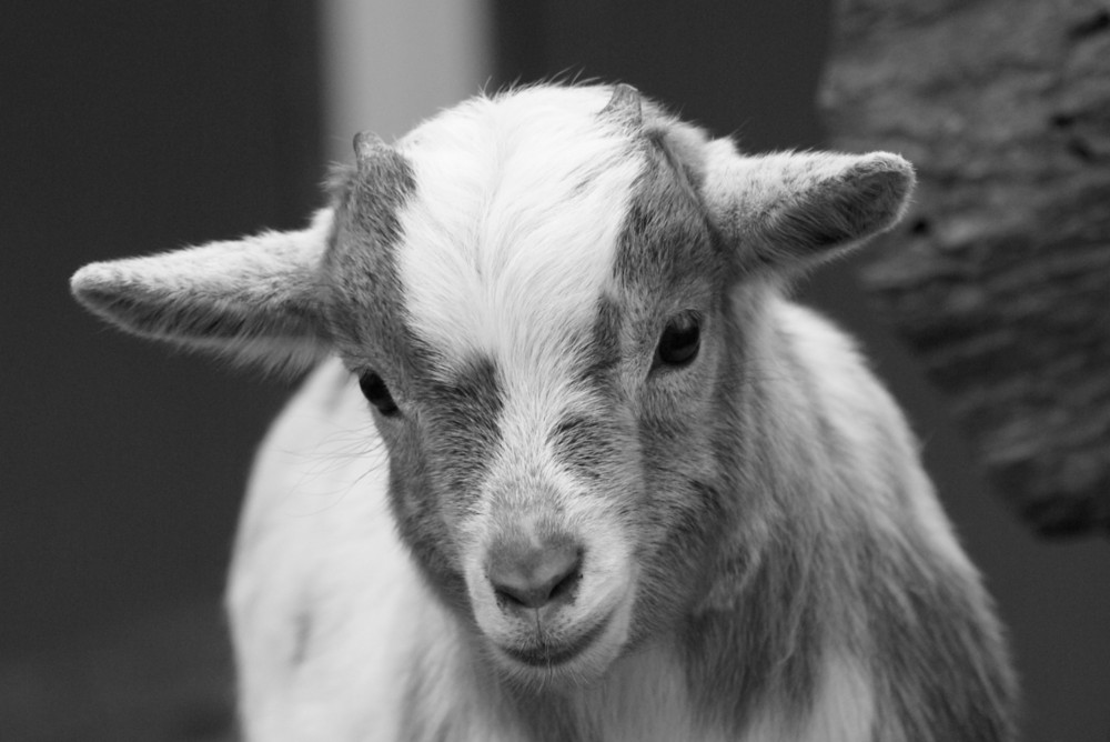 Junge Ziege Foto & Bild | tiere, haustiere, nutztiere Bilder auf ...