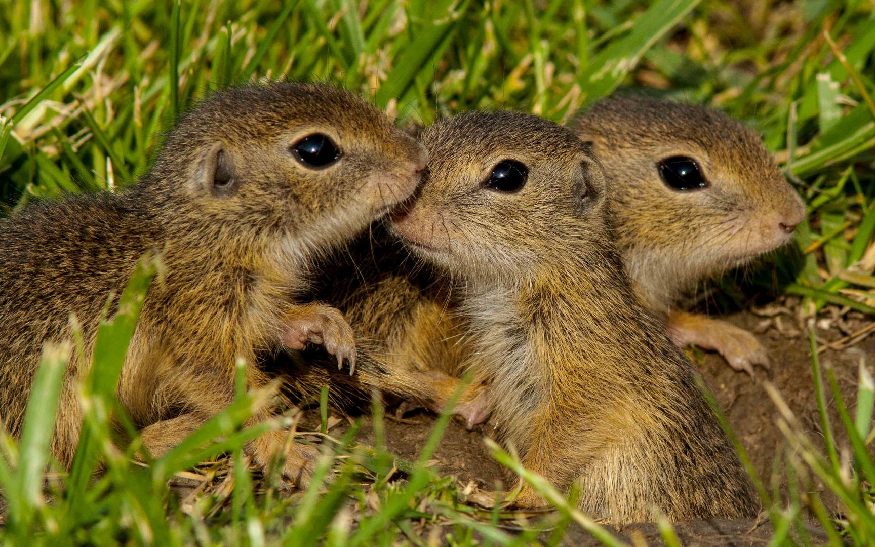 Junge Ziesel am Zicksee Foto & Bild | tiere, wildlife, säugetiere ...